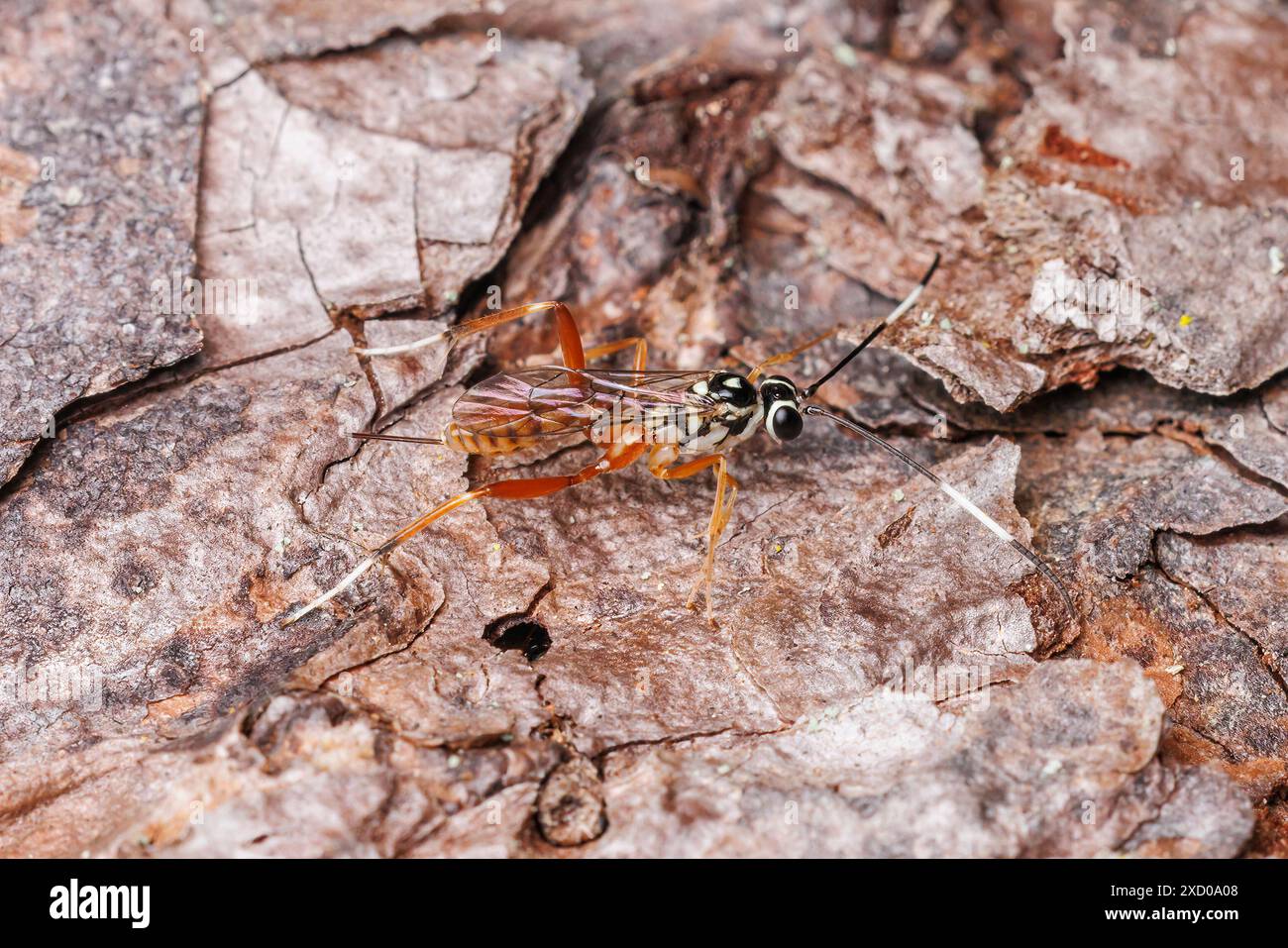 Ichneumonid Wasp (Ichneumonidae) - Female Stock Photo - Alamy
