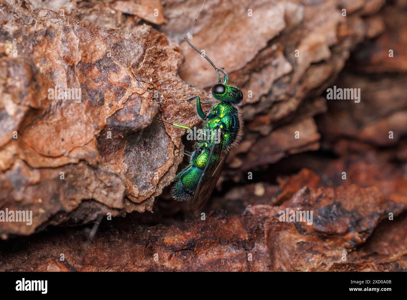 Cuckoo Wasp (Chrysis sp Stock Photo - Alamy