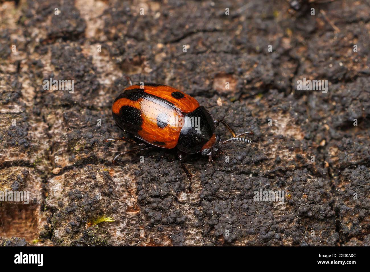 Two-spotted Diaperis (Diaperis maculata Stock Photo - Alamy