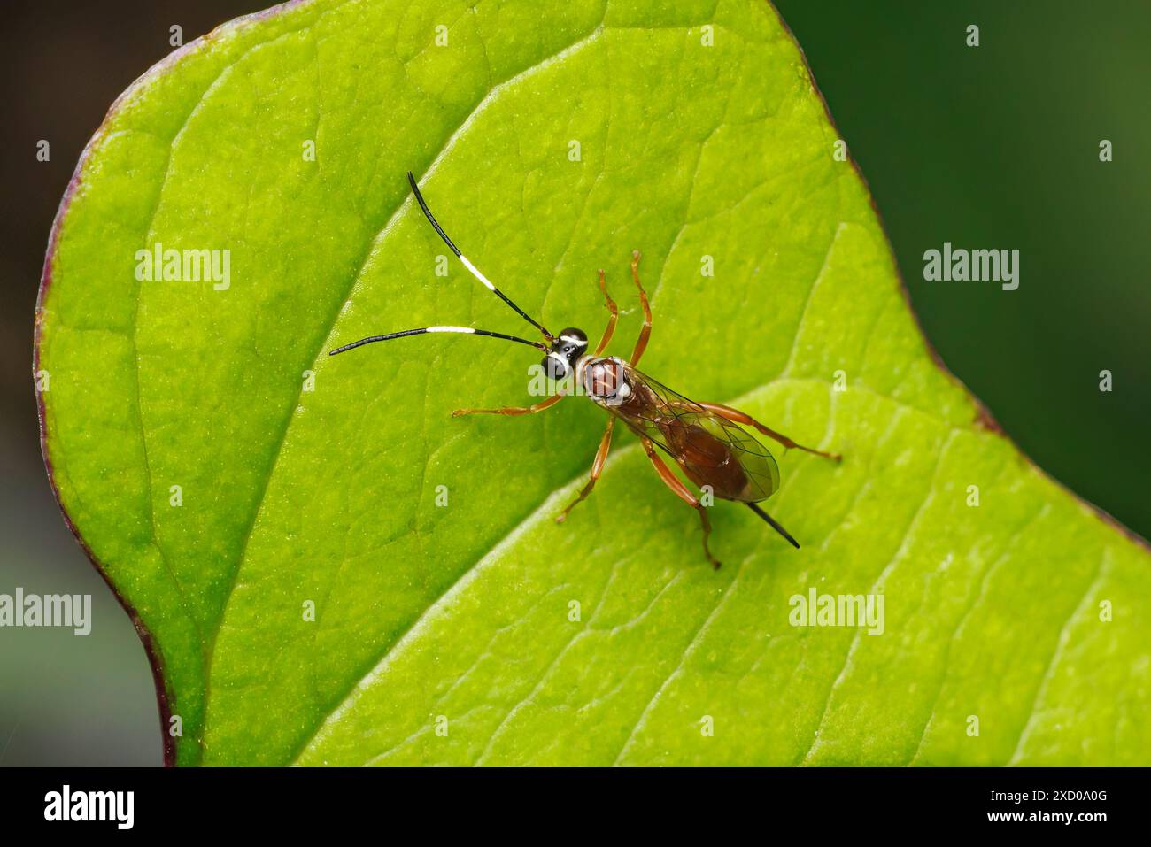 Ichneumonid Wasp (Ichneumonidae) - Female Stock Photo - Alamy