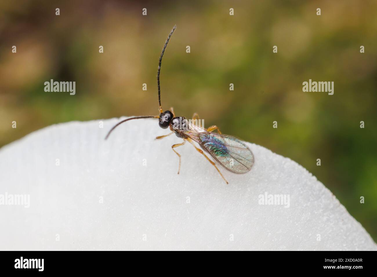 Braconid Wasp (Braconidae) - Female Stock Photo - Alamy