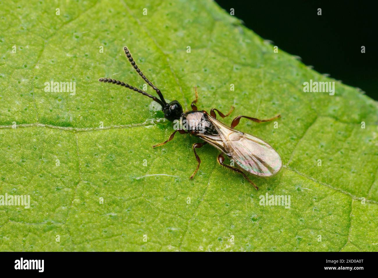 Diapriid Wasp (Spilomicrus sp Stock Photo - Alamy