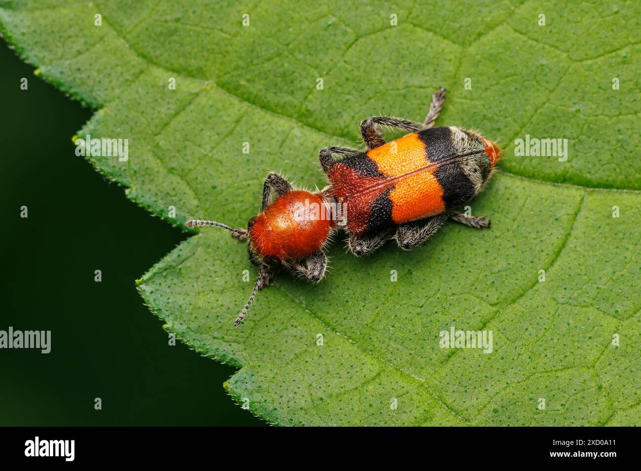 Orange-banded Checkered Beetle (Enoclerus ichneumoneus Stock Photo - Alamy