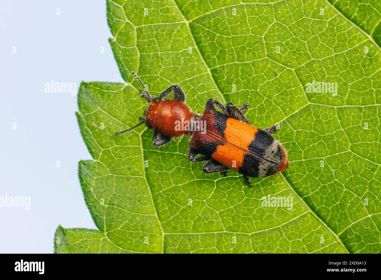 Orange-banded Checkered Beetle (Enoclerus ichneumoneus Stock Photo - Alamy