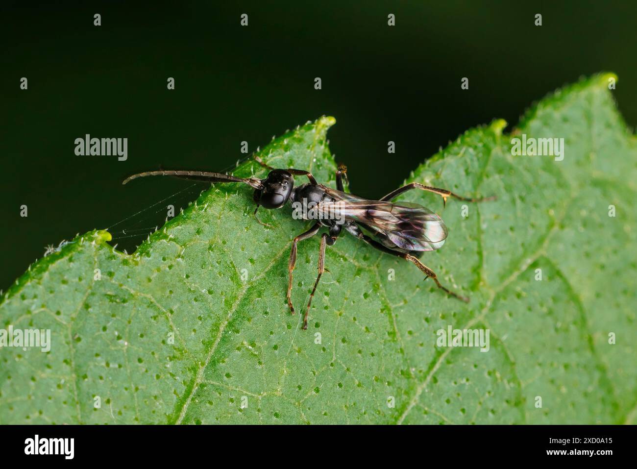 Pompilidae hi-res stock photography and images - Alamy
