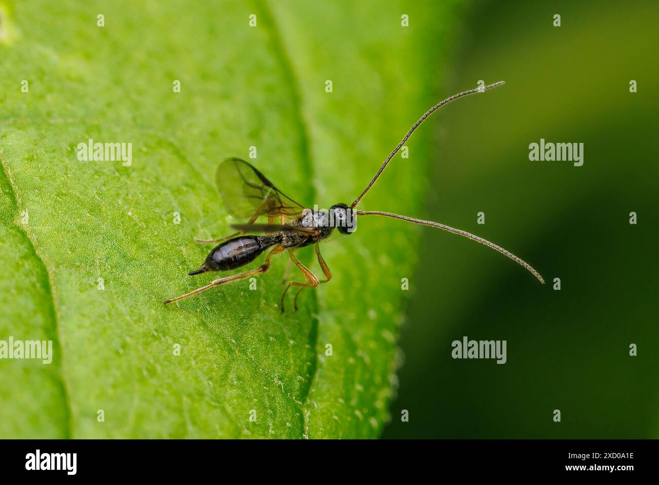 Braconid Wasp (Braconidae) - Female Stock Photo - Alamy