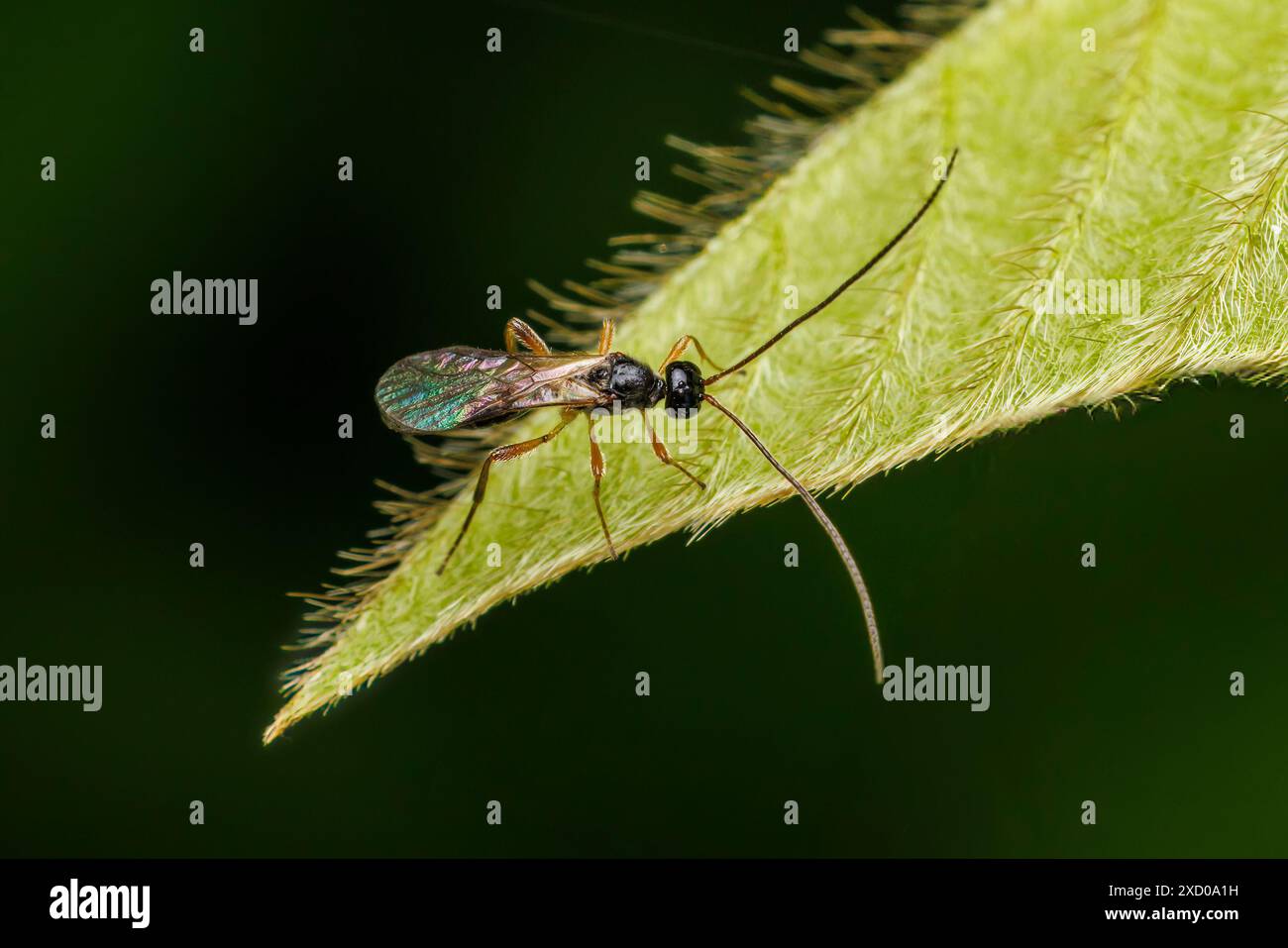 Braconid Wasp (Braconidae) - Female Stock Photo - Alamy