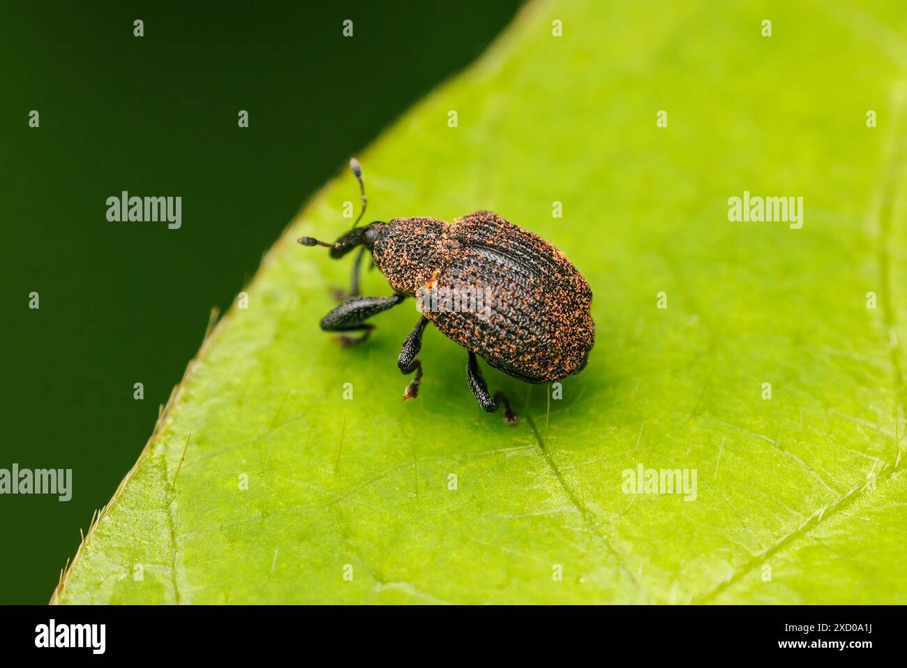 Yellow Poplar Weevil (Odontopus calceatus Stock Photo - Alamy