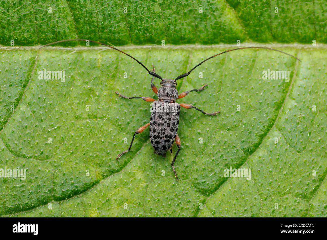 Longhorn Beetle (Hyperplatys aspersa) aka Spotted Longhorn Beetle Stock ...
