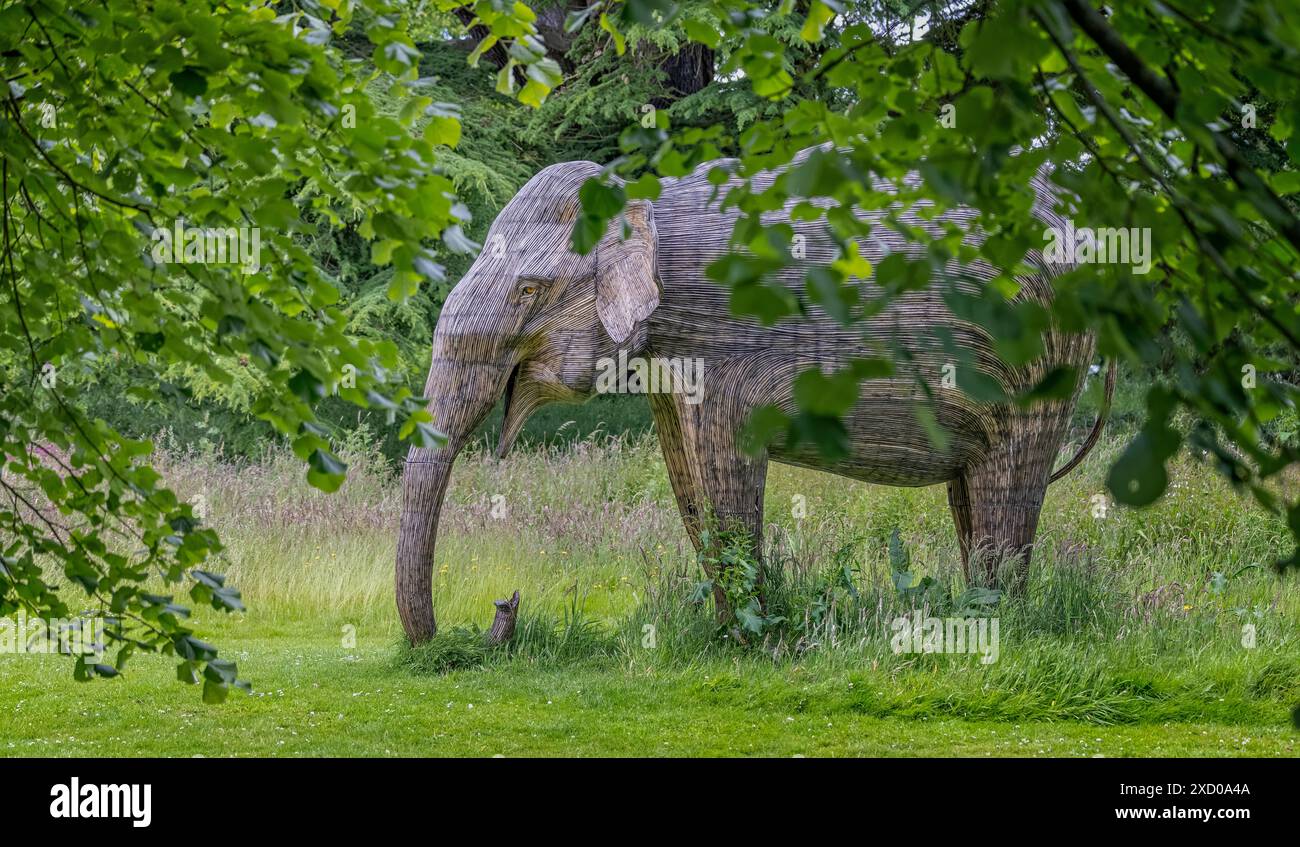 Life sized reed sculpture of an elephant in the gardens at Somerleyton ...
