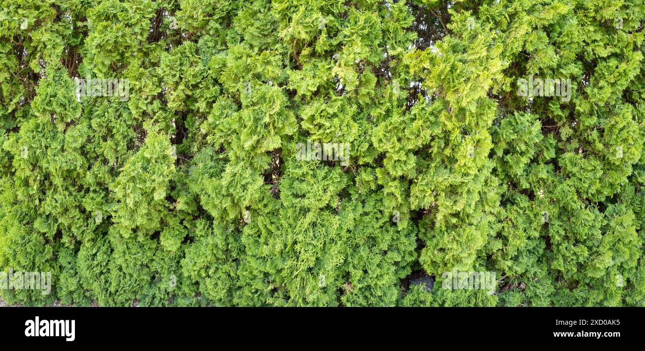 Row of cedar trees hi-res stock photography and images - Alamy