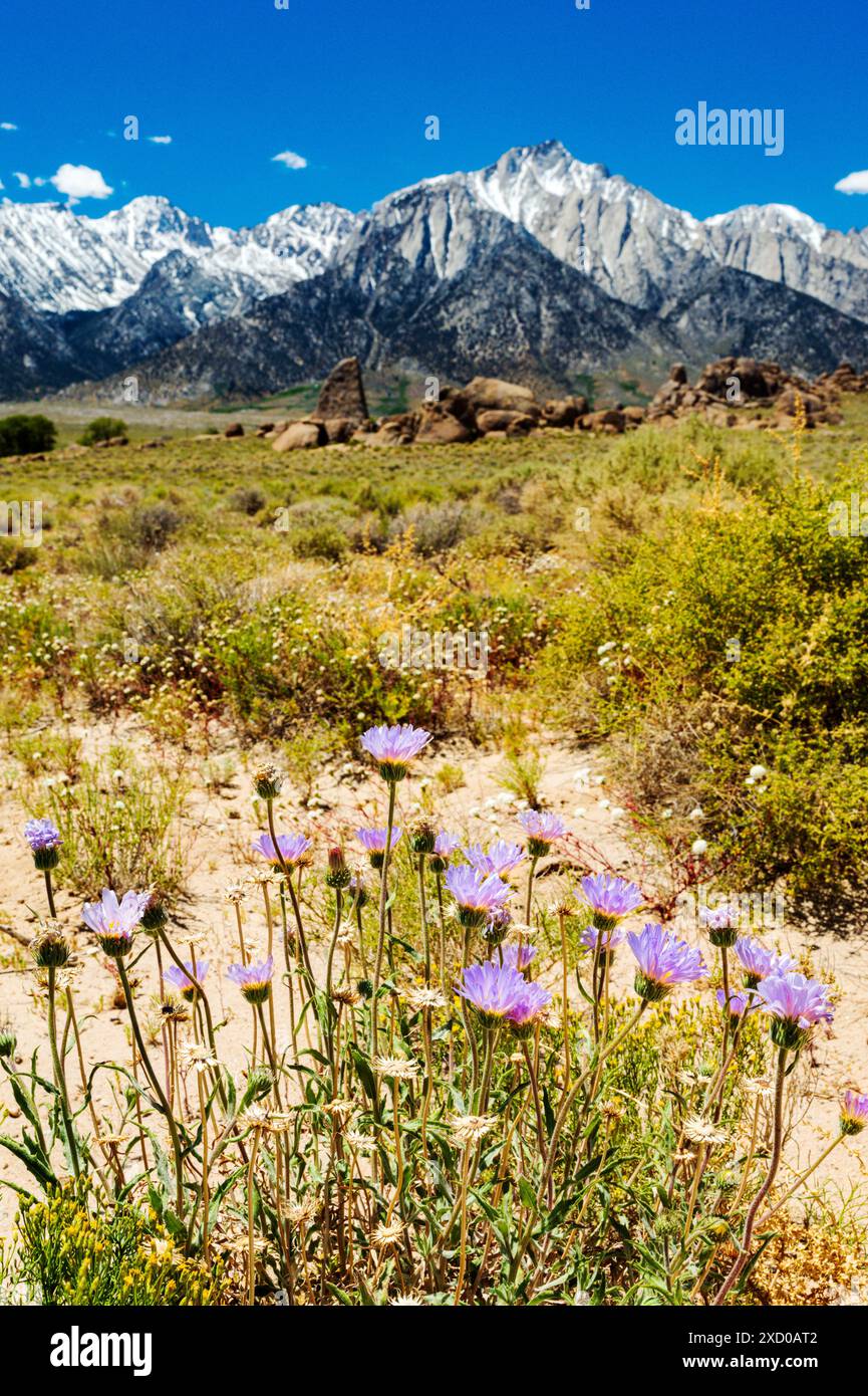 California Aster; Symphyotrichum chilense; Mount Whitney; 14,500 ...