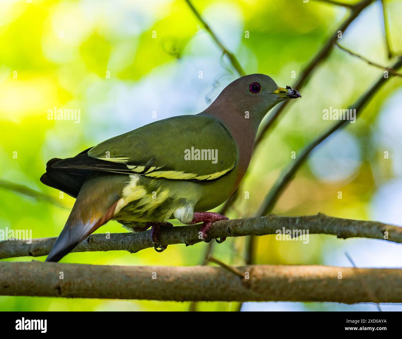 Pink-necked Green-Pigeon - Treron vernans species of bird family ...