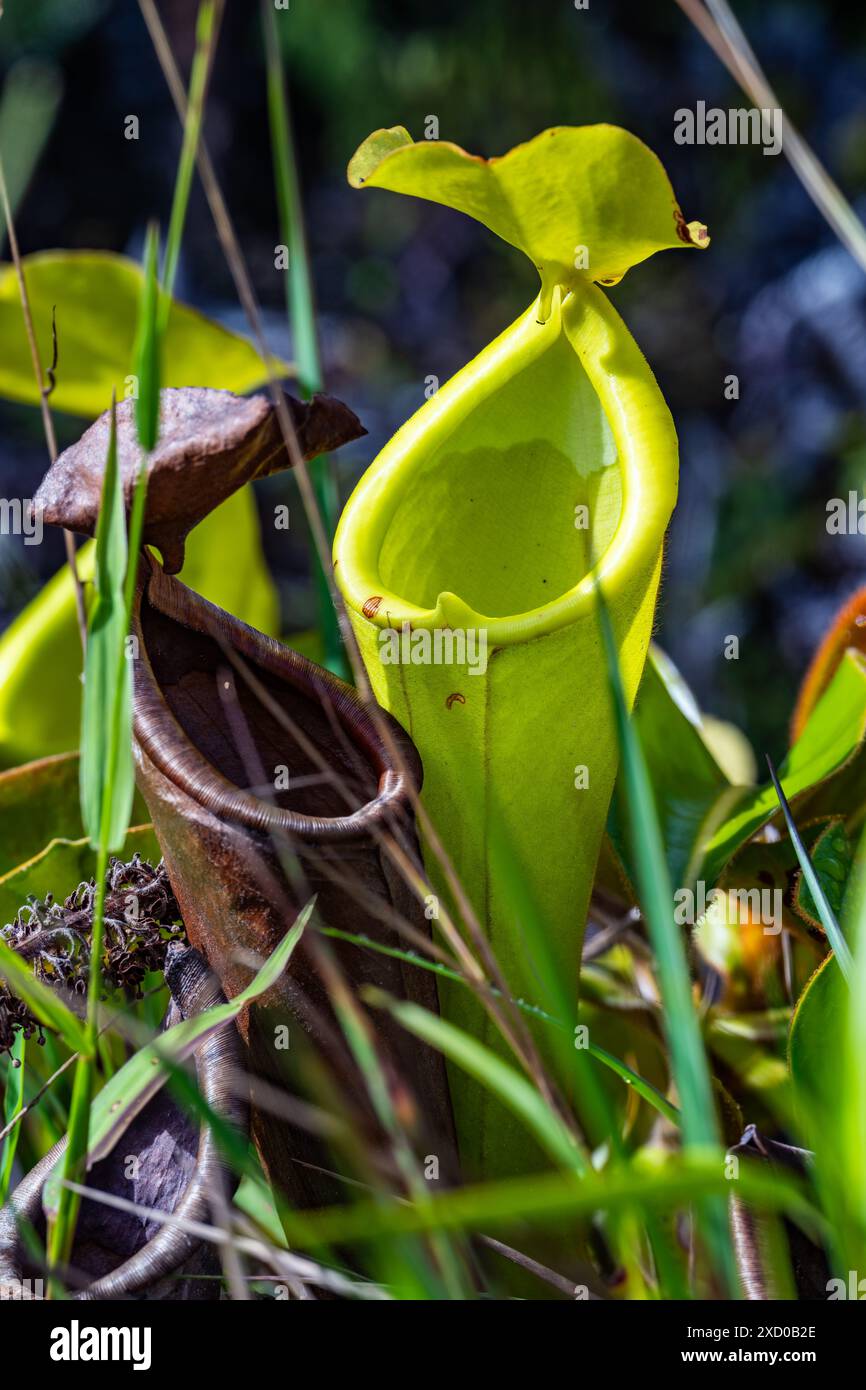 Pitcher plant Nepenthes chaniana. Sarawak, Borneo, Malaysia Stock Photo ...