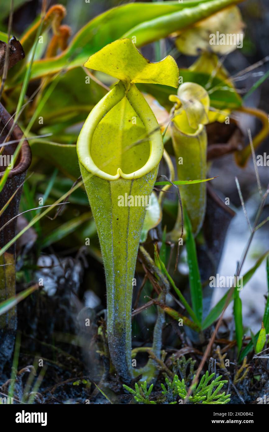 Pitcher plant Nepenthes chaniana. Sarawak, Borneo, Malaysia Stock Photo ...