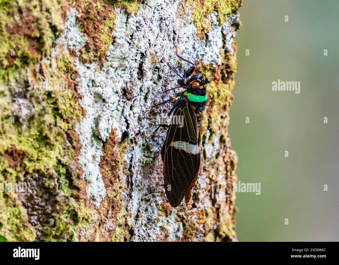 A colorful Cicada (Tacua speciosa) on a tree trunk. Sarawak, Borneo ...