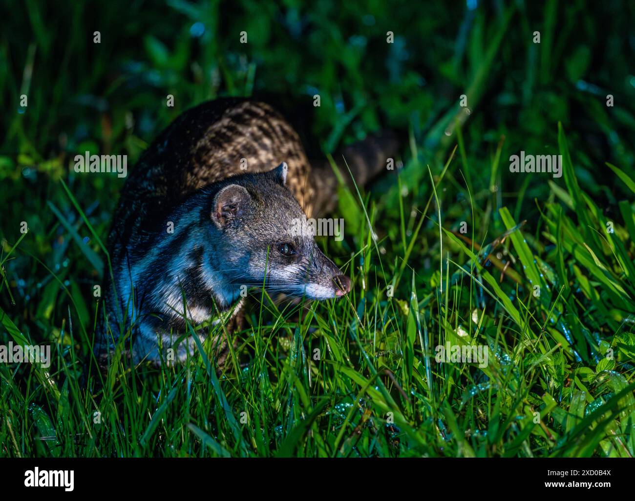 A Malayan Civet (Viverra tangalunga) at night. Sarawak, Borneo ...