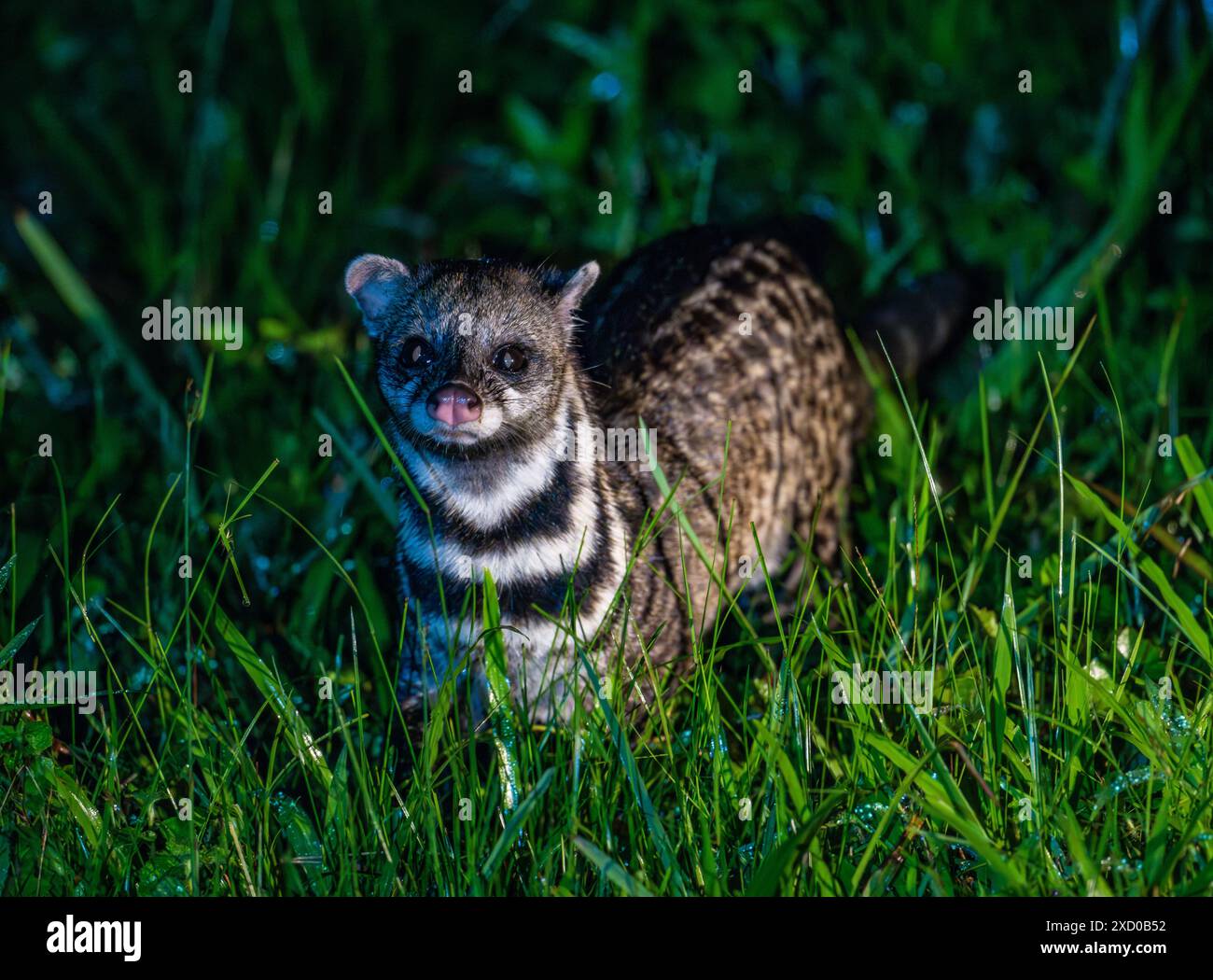 A Malayan Civet (Viverra tangalunga) at night. Sarawak, Borneo ...