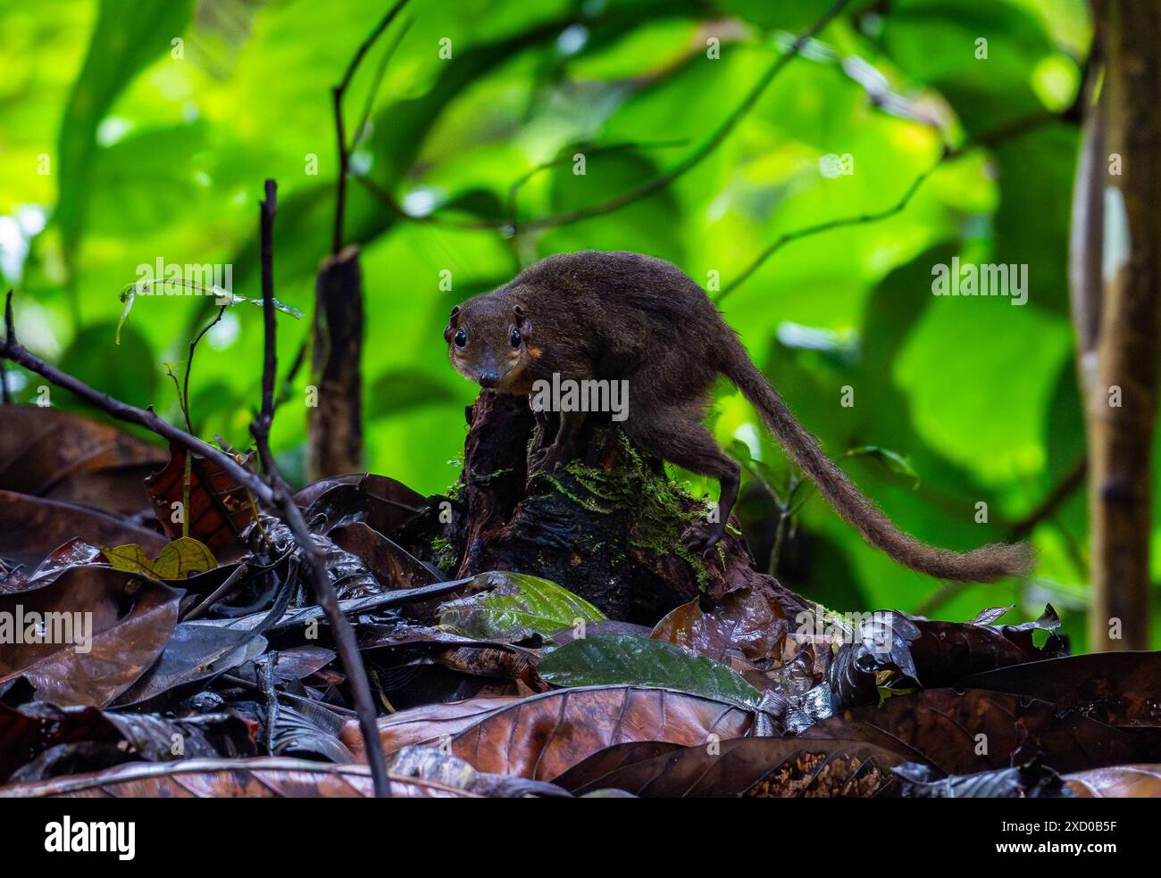 Tupaia hi-res stock photography and images - Alamy
