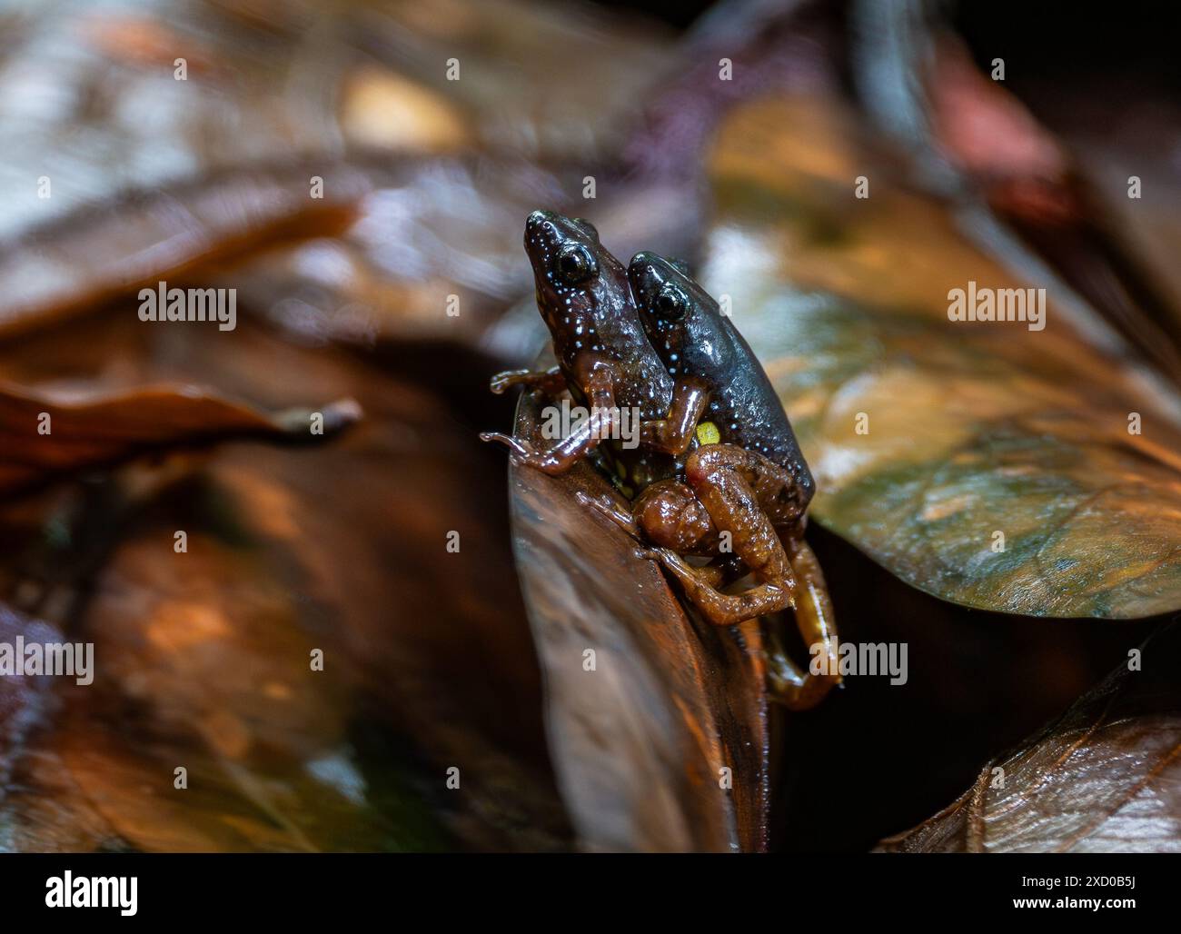 A pair Yellow-Spotted Narrow-Mouthed Frogs (Chaperina fusca) mating on ...