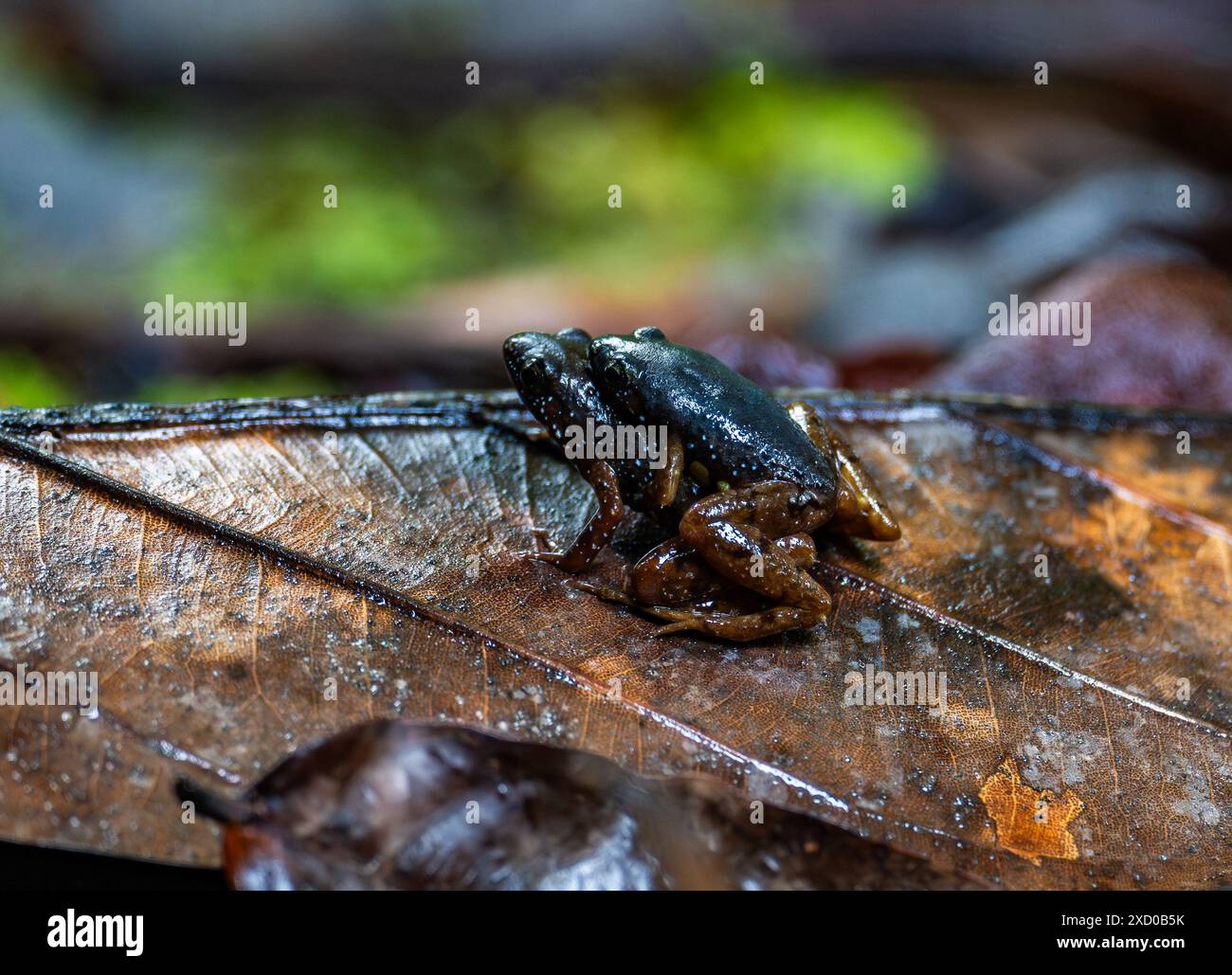 A pair Yellow-Spotted Narrow-Mouthed Frogs (Chaperina fusca) mating on ...