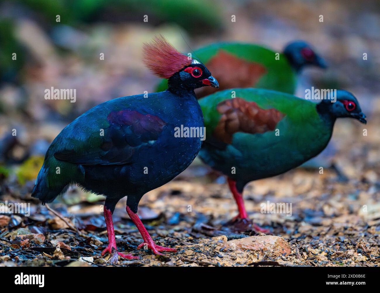 Crested Partridges (Rollulus rouloul) foraging in forest. Borneo ...