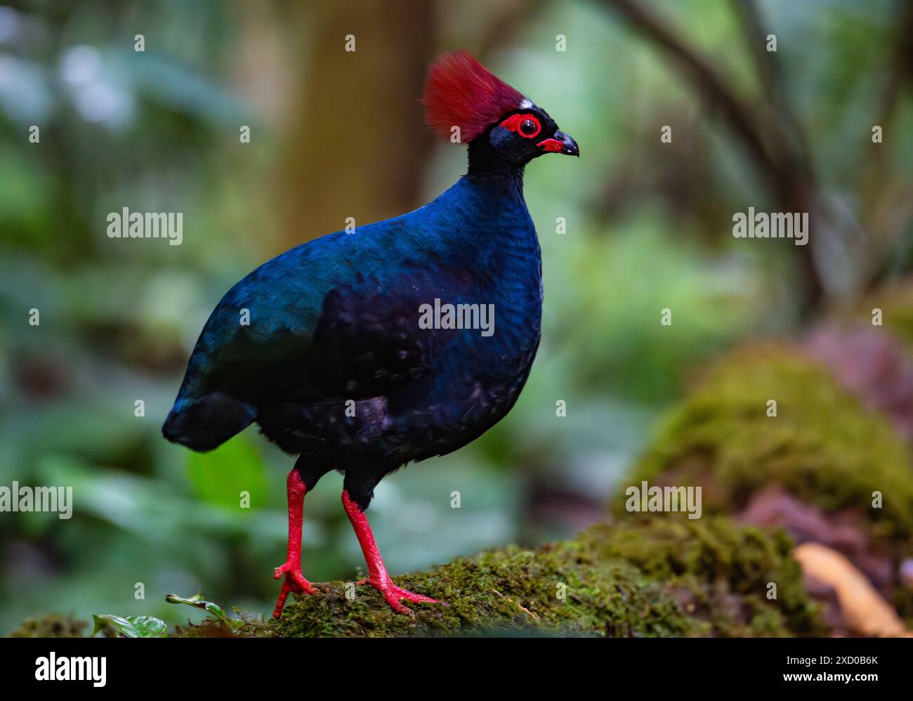 A strange-looking Crested Partridge (Rollulus rouloul) foraging in ...