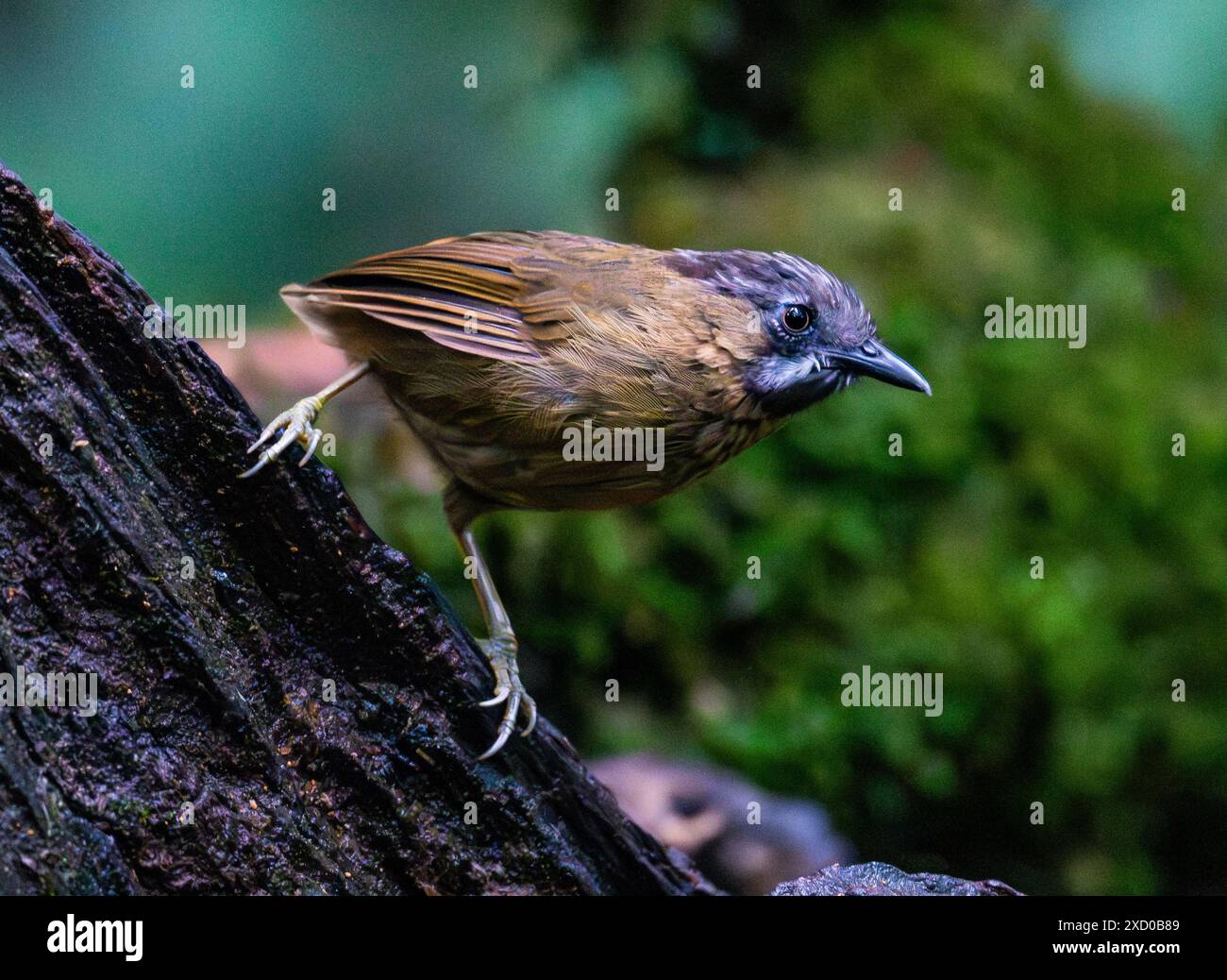 A Gray-throated Babbler (Stachyris nigriceps) foraging in forest. Sabah ...