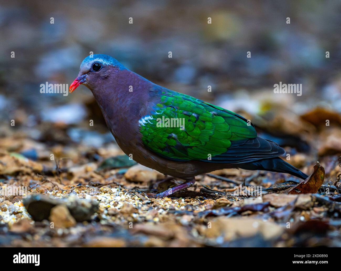 A colorful Asian Emerald Dove (Chalcophaps indica) foraging in forest ...
