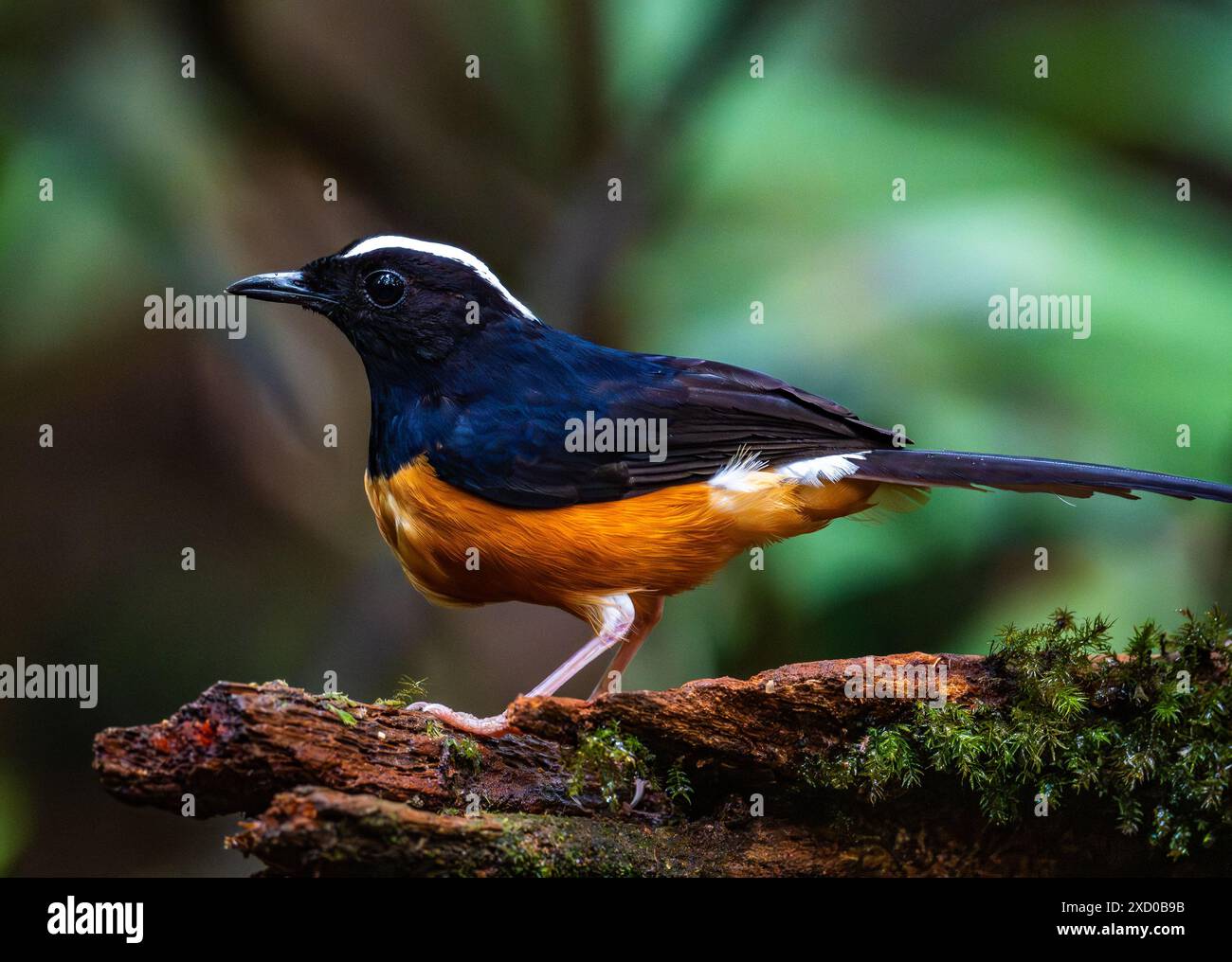 Shama bird hi-res stock photography and images - Alamy