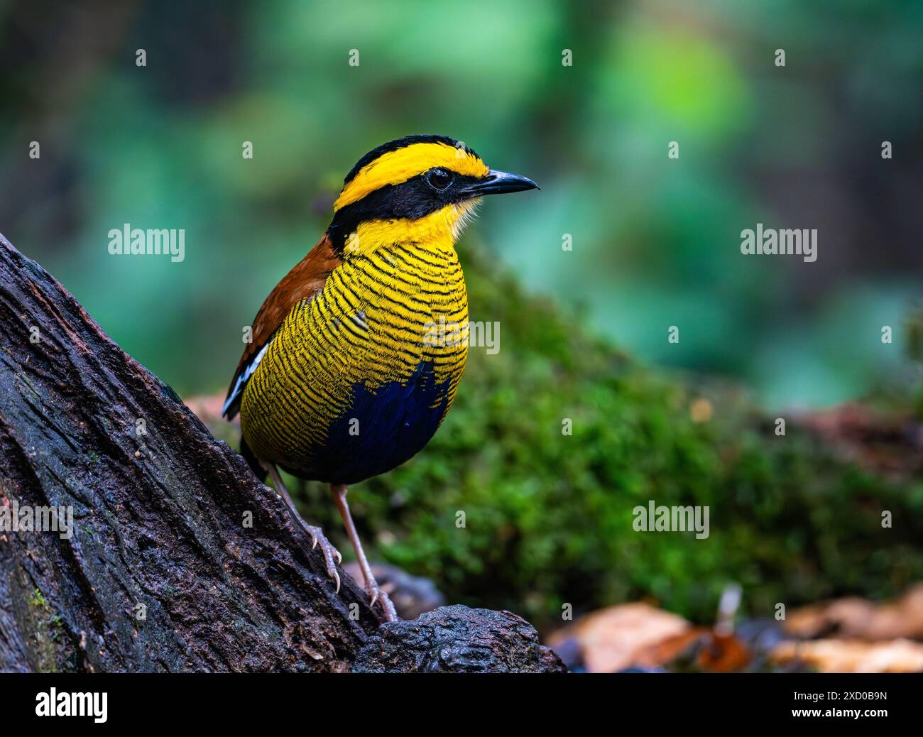 A beautiful Bornean Banded-Pitta (Hydrornis schwaneri) foraging in ...