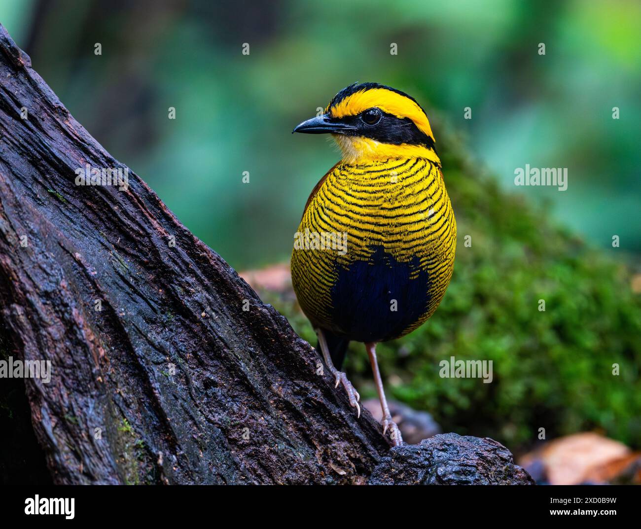A beautiful Bornean Banded-Pitta (Hydrornis schwaneri) foraging in ...