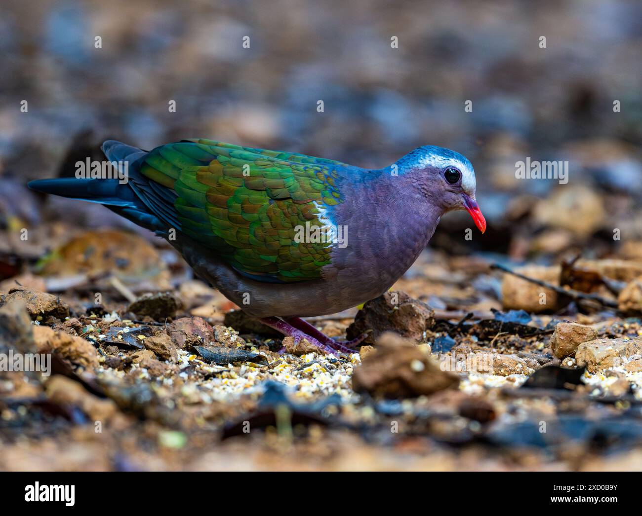A colorful Asian Emerald Dove (Chalcophaps indica) foraging in forest ...