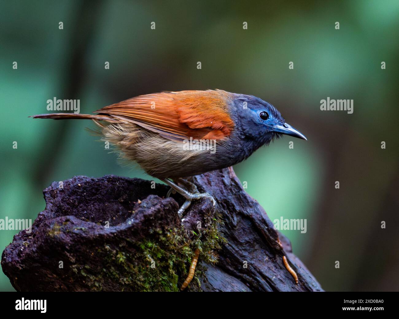 Cyanoderma hi-res stock photography and images - Alamy
