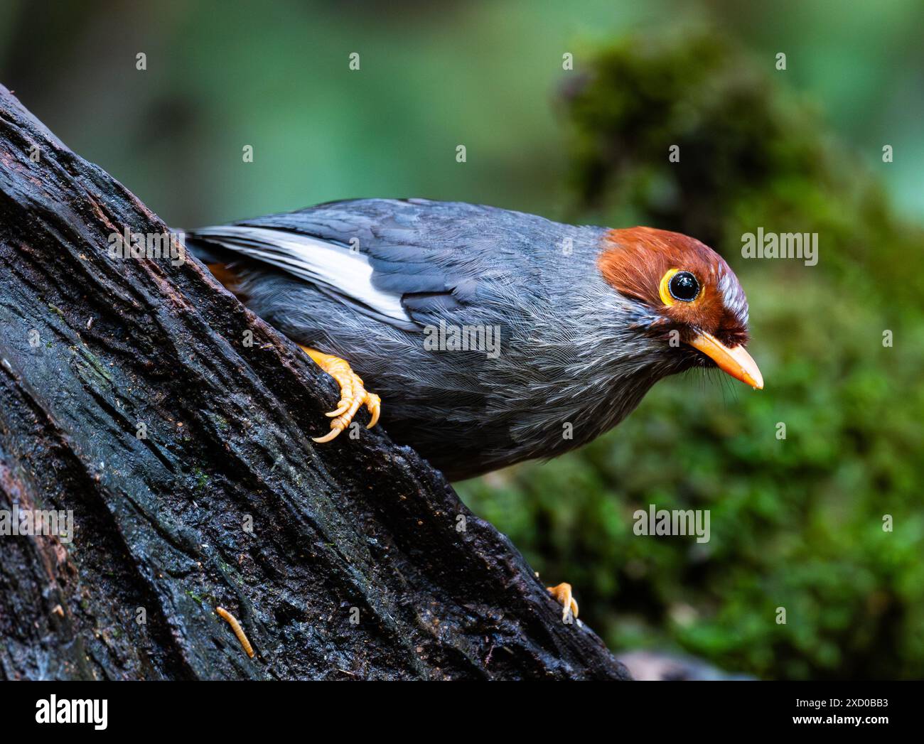 Chestnut hooded laughingthrush hi-res stock photography and images - Alamy