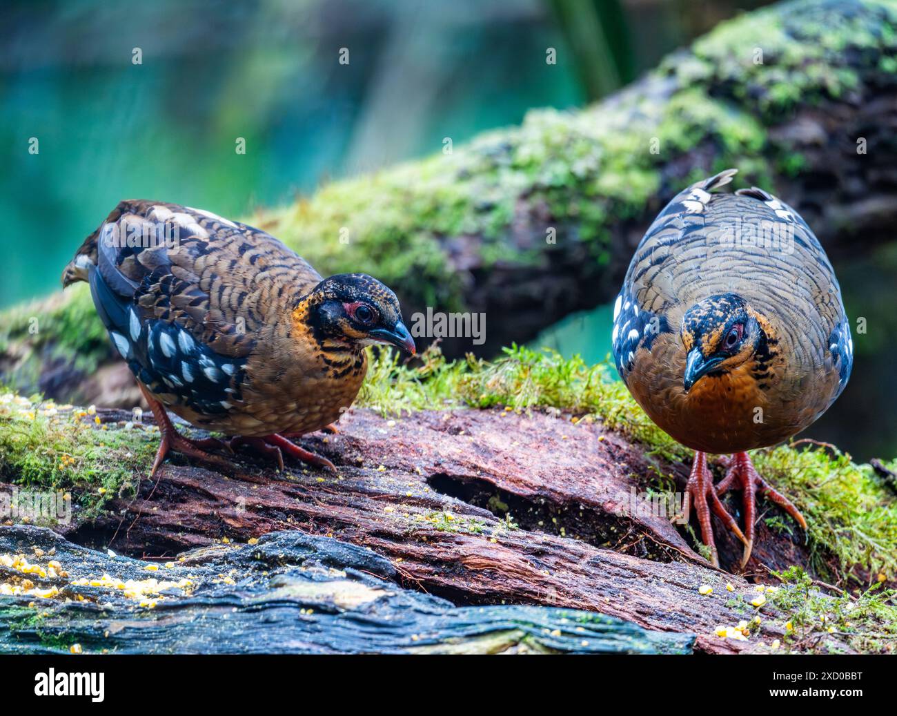 A pair Red-breasted Partridges (Arborophila hyperythra) foraging in ...
