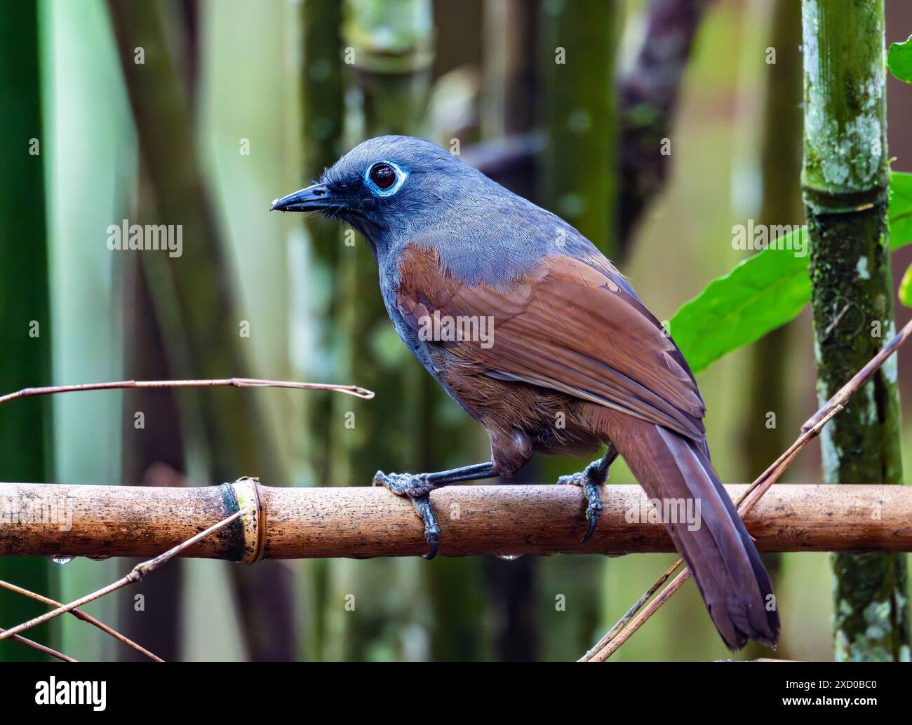 Sunda laughingthrush hi-res stock photography and images - Alamy