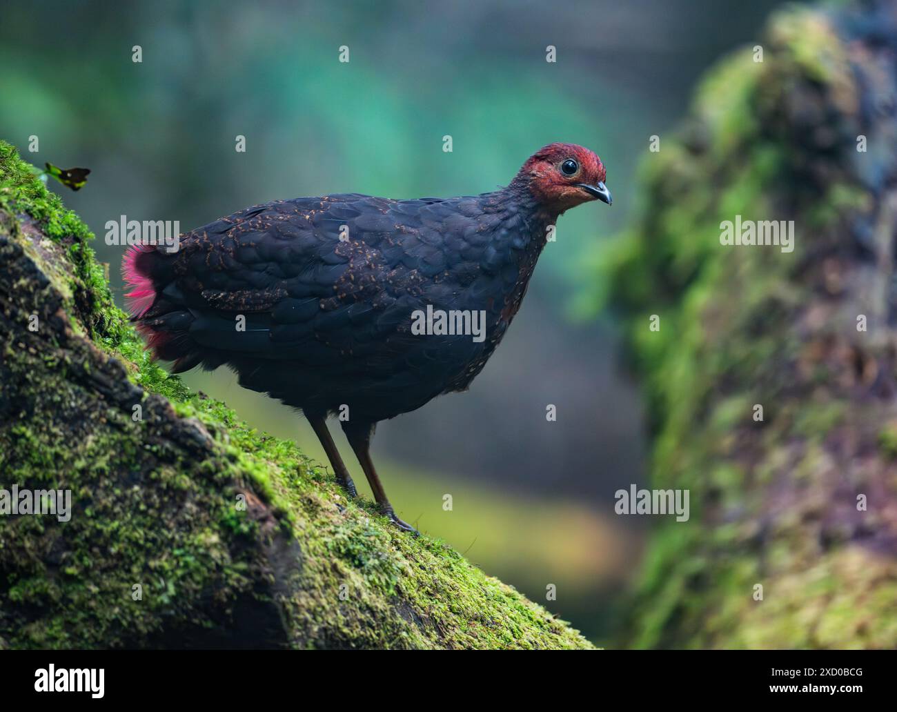 A female Crimson-headed Partridge (Haematortyx sanguiniceps) foraging ...