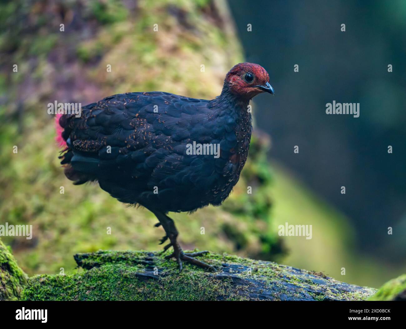 A female Crimson-headed Partridge (Haematortyx sanguiniceps) foraging ...