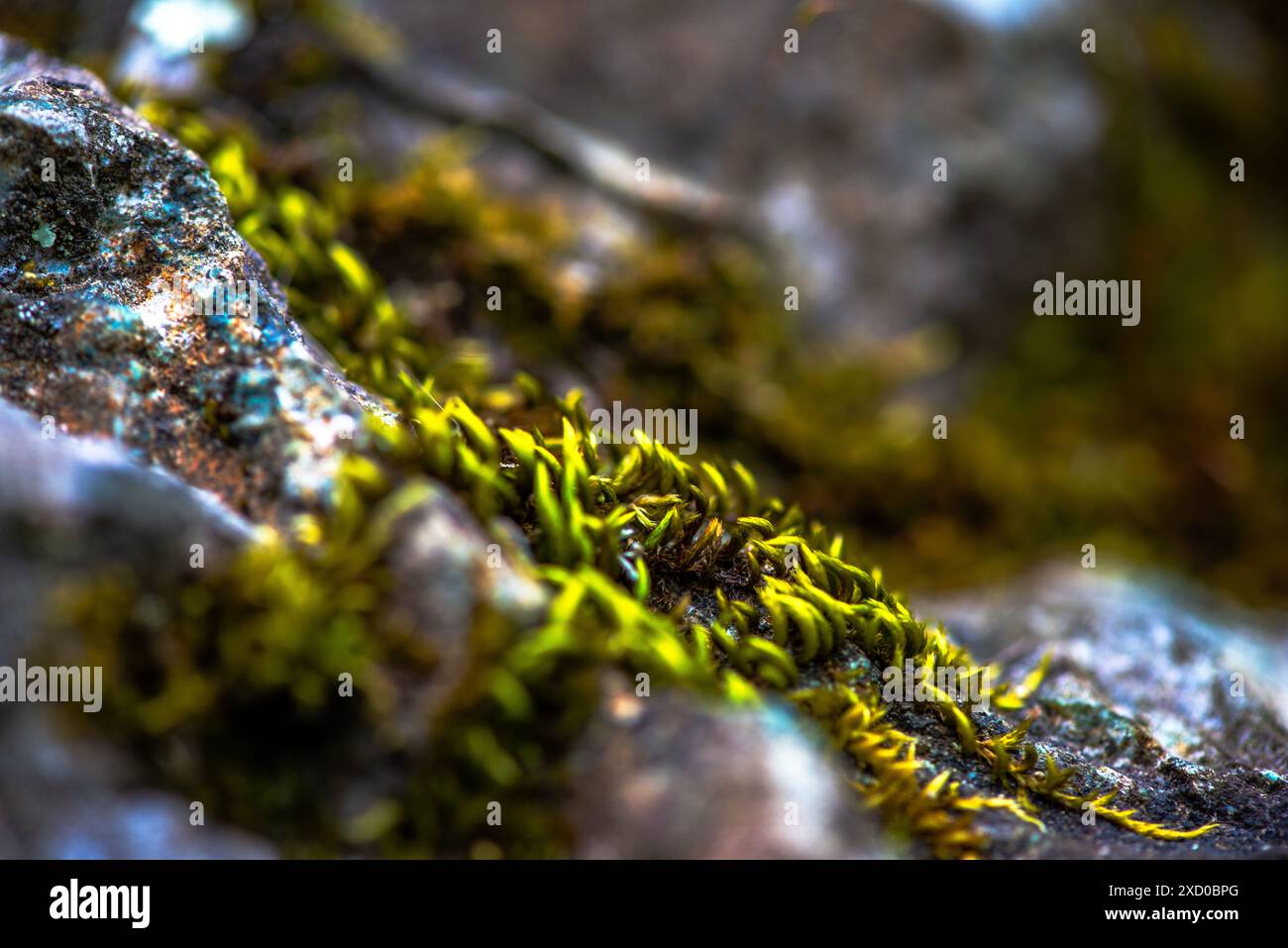 A detailed macro photo of moss (Bryophyta), capturing its intricate ...