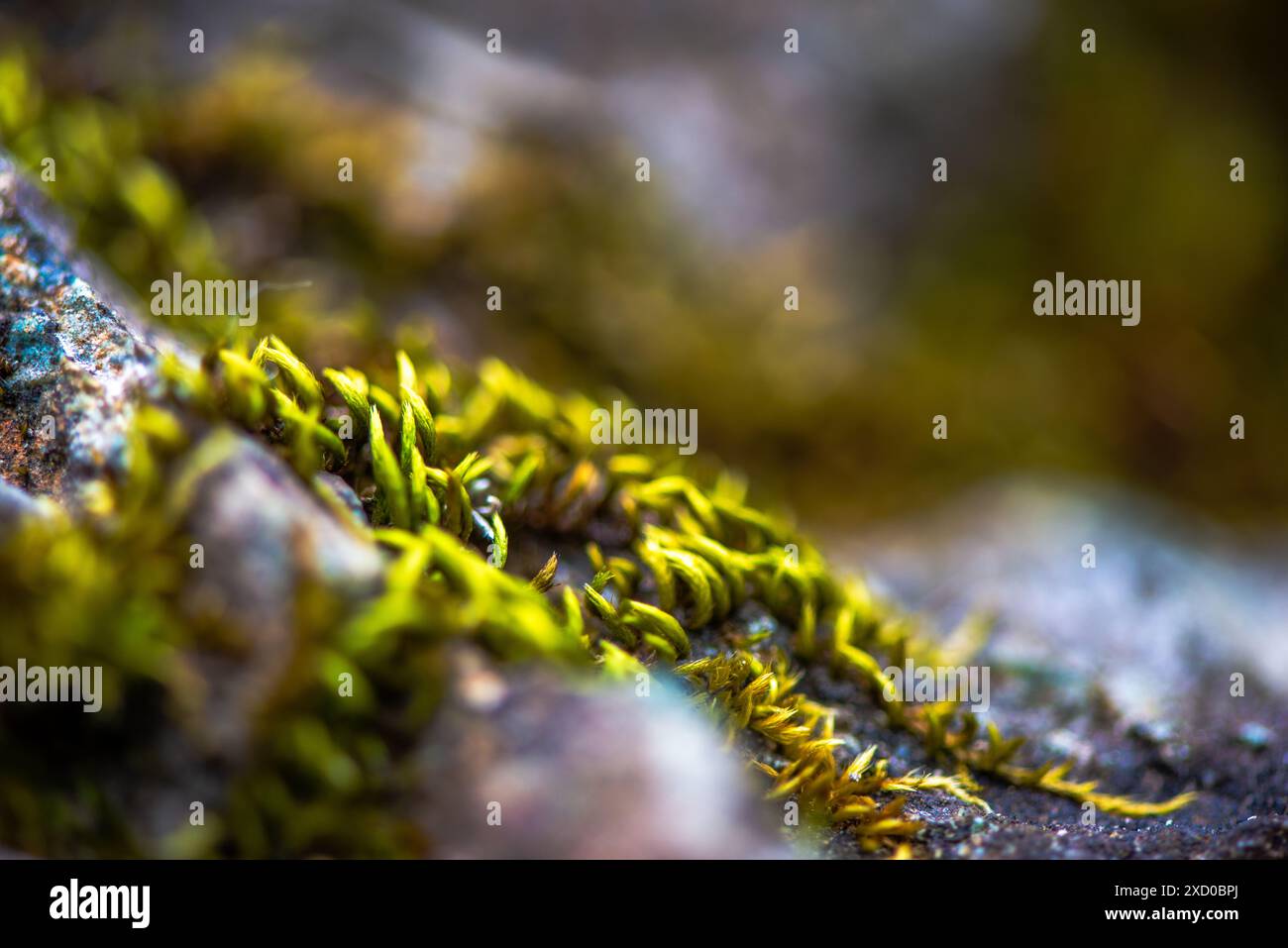 A detailed macro photo of moss (Bryophyta), capturing its intricate ...