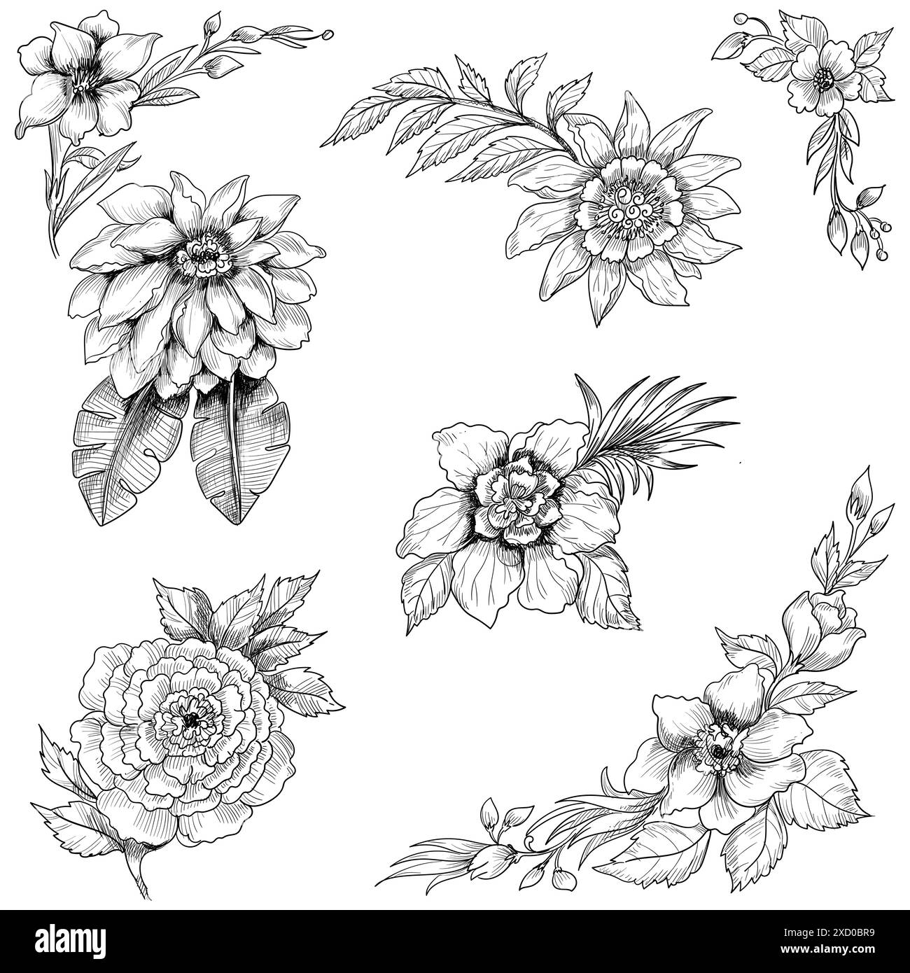 Hand draw floral sketch set design Stock Vector Image & Art - Alamy