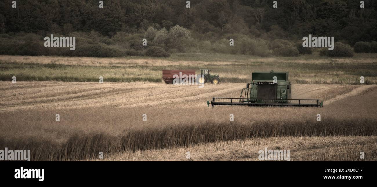 Field, grass and harvest machine at a farm for corn, collection and ...