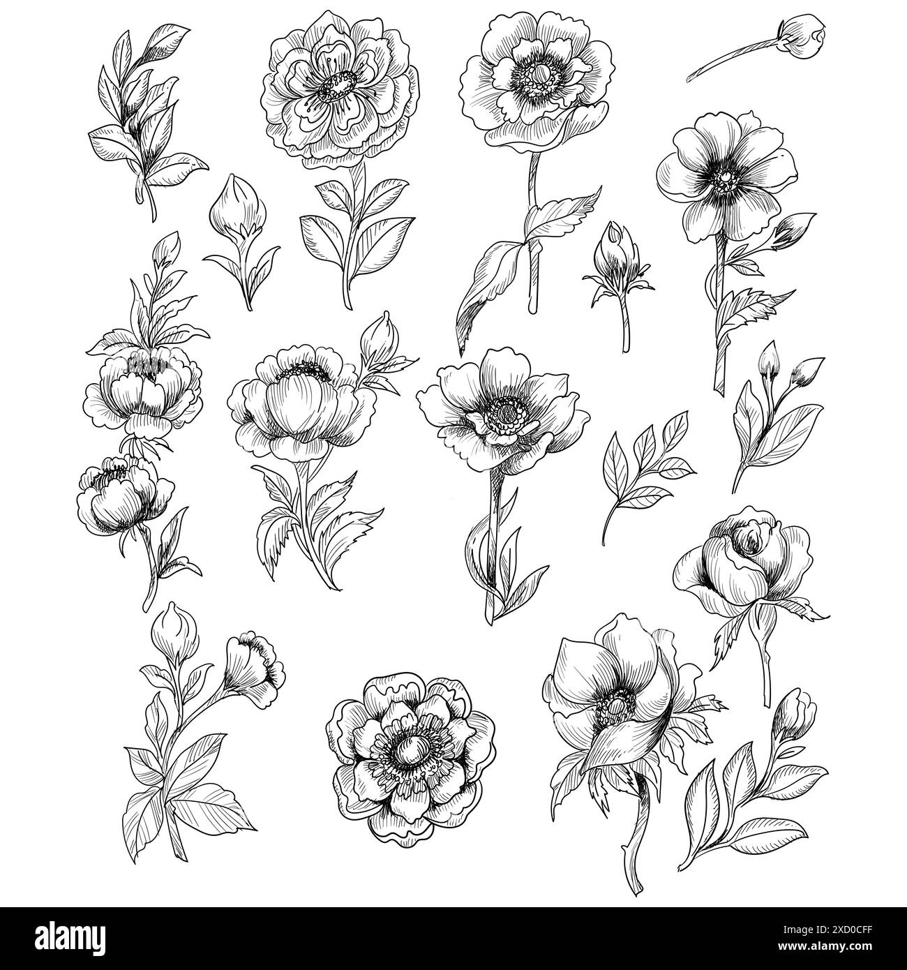Beautiful sketch floral set design Stock Vector Image & Art - Alamy