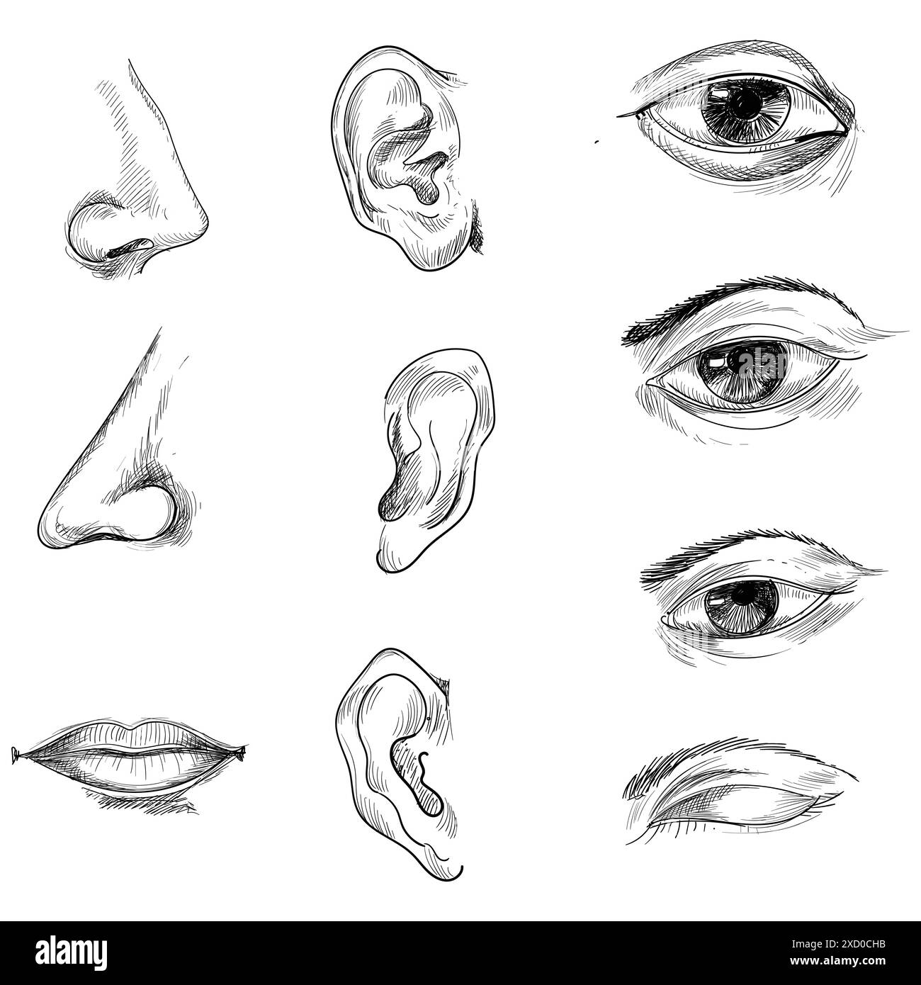 Hand draw sketch human biology organs set anatomy Stock Vector Image ...