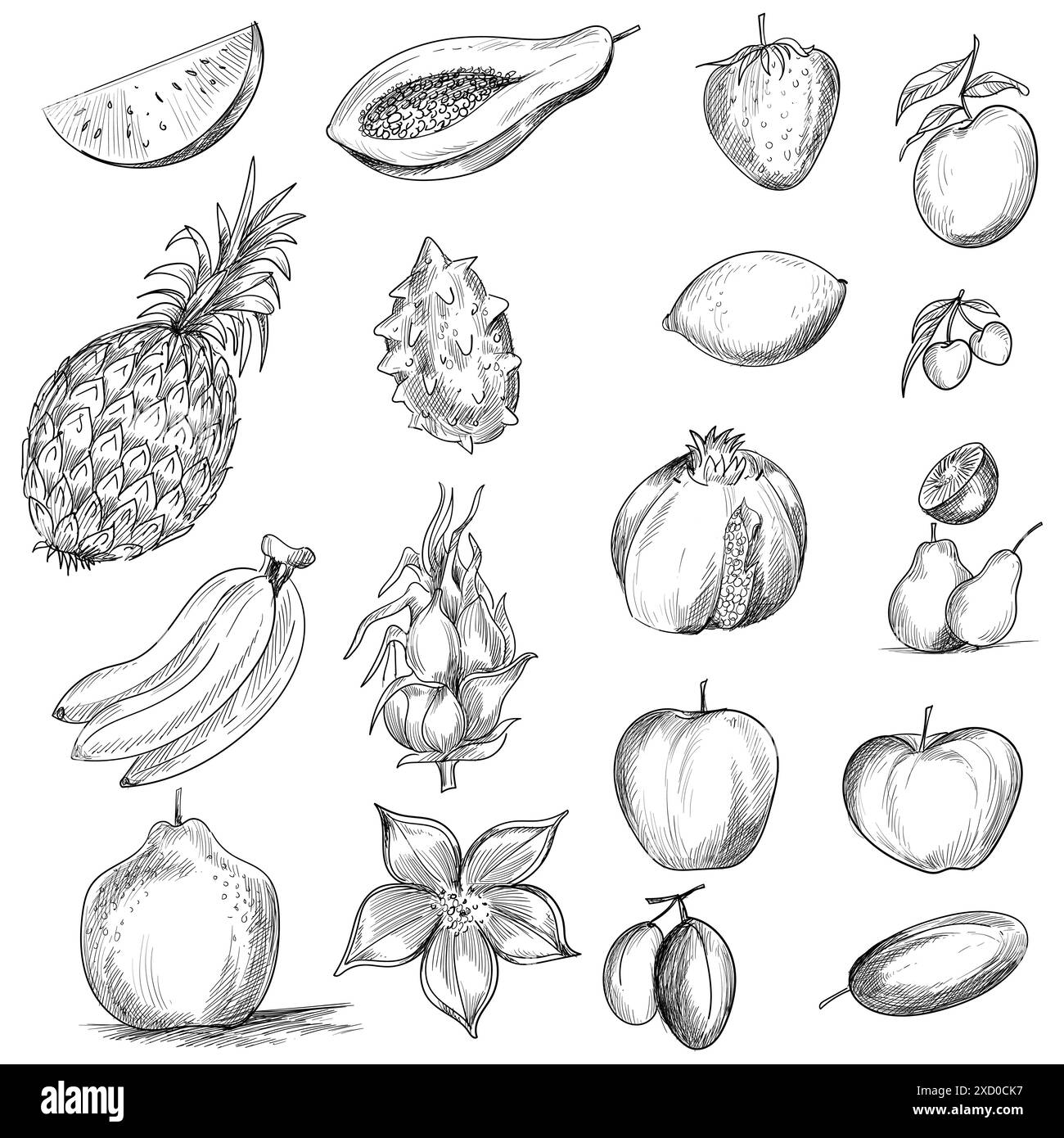 Hand draw collection fruits sketch on white background Stock Vector ...
