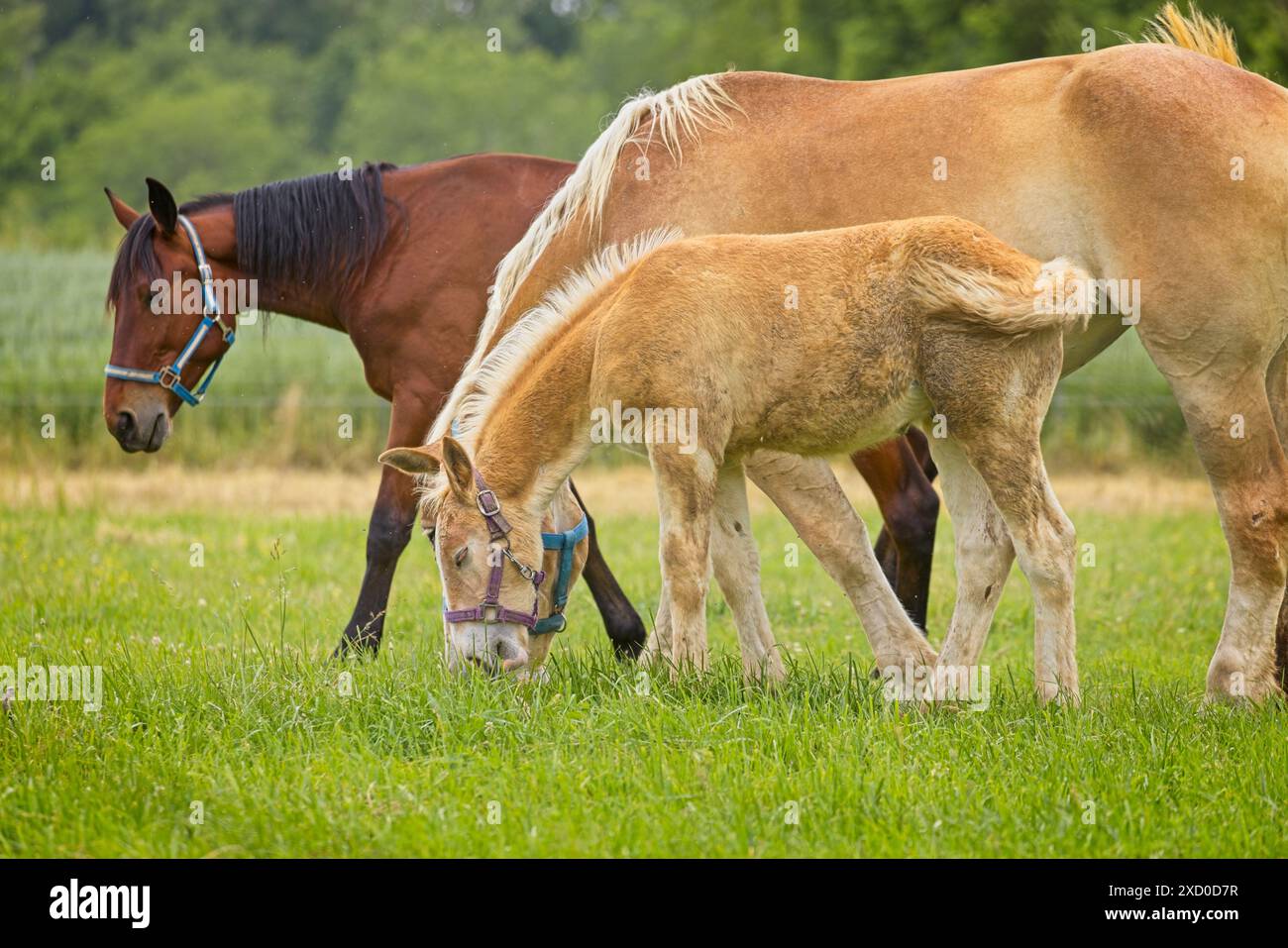 A young pony and its mother graze togather in a pasture in rural ...