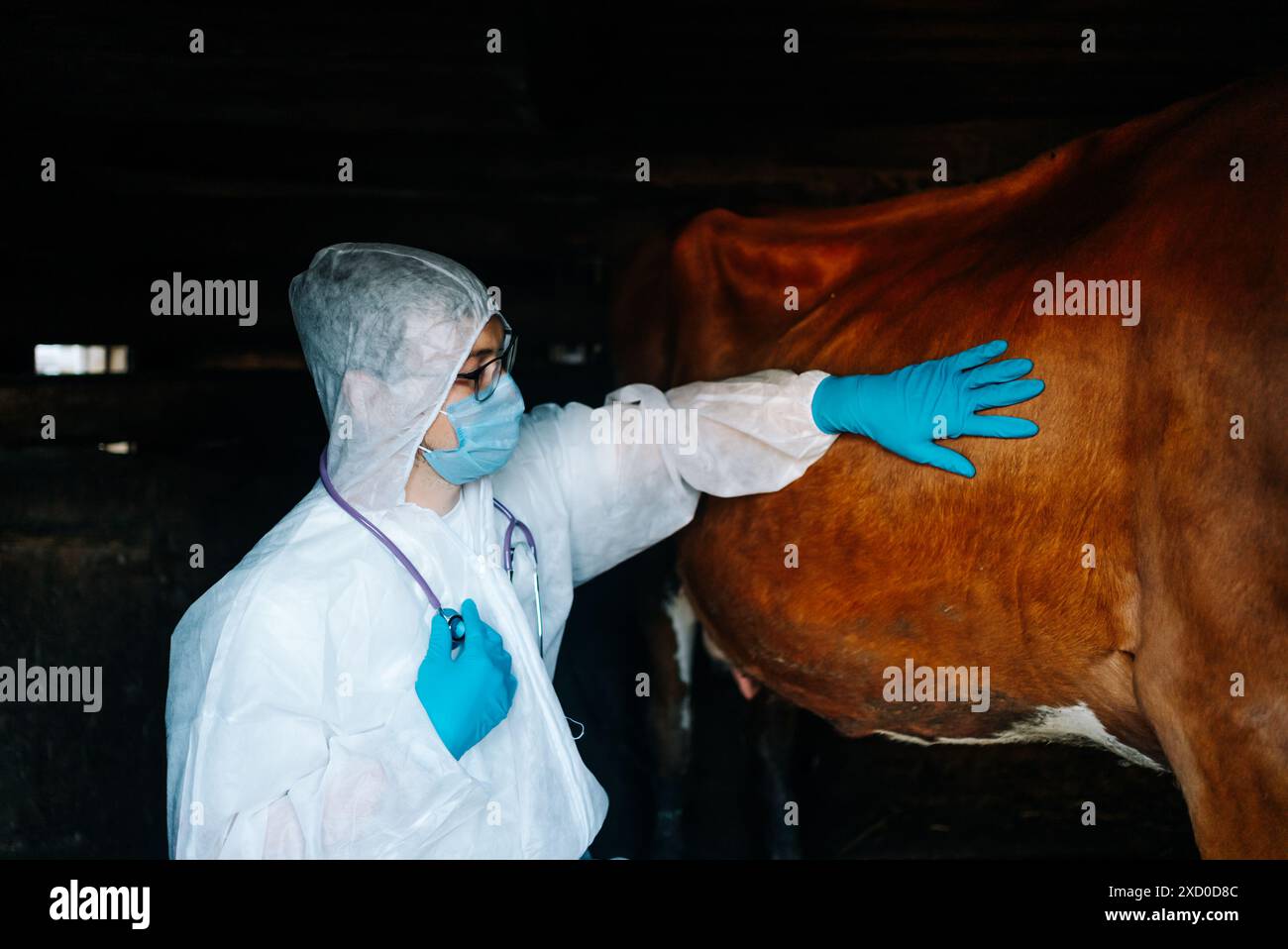 Veterinarian in protective clothing examines cow in barn. Veterinarian ...