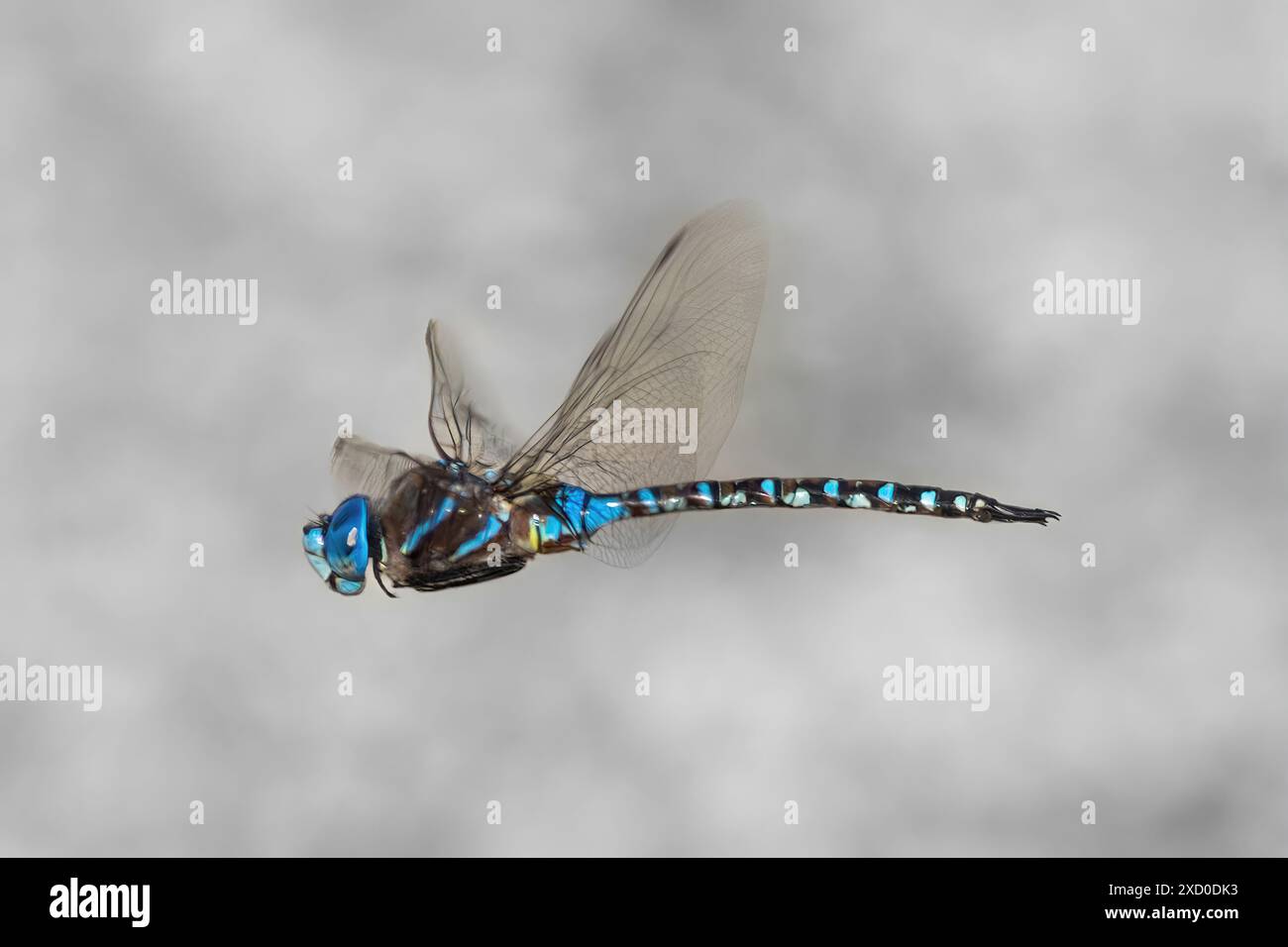 Blue-eyed Darner male patrolling. Emily Renzel Ponds, Santa Clara ...