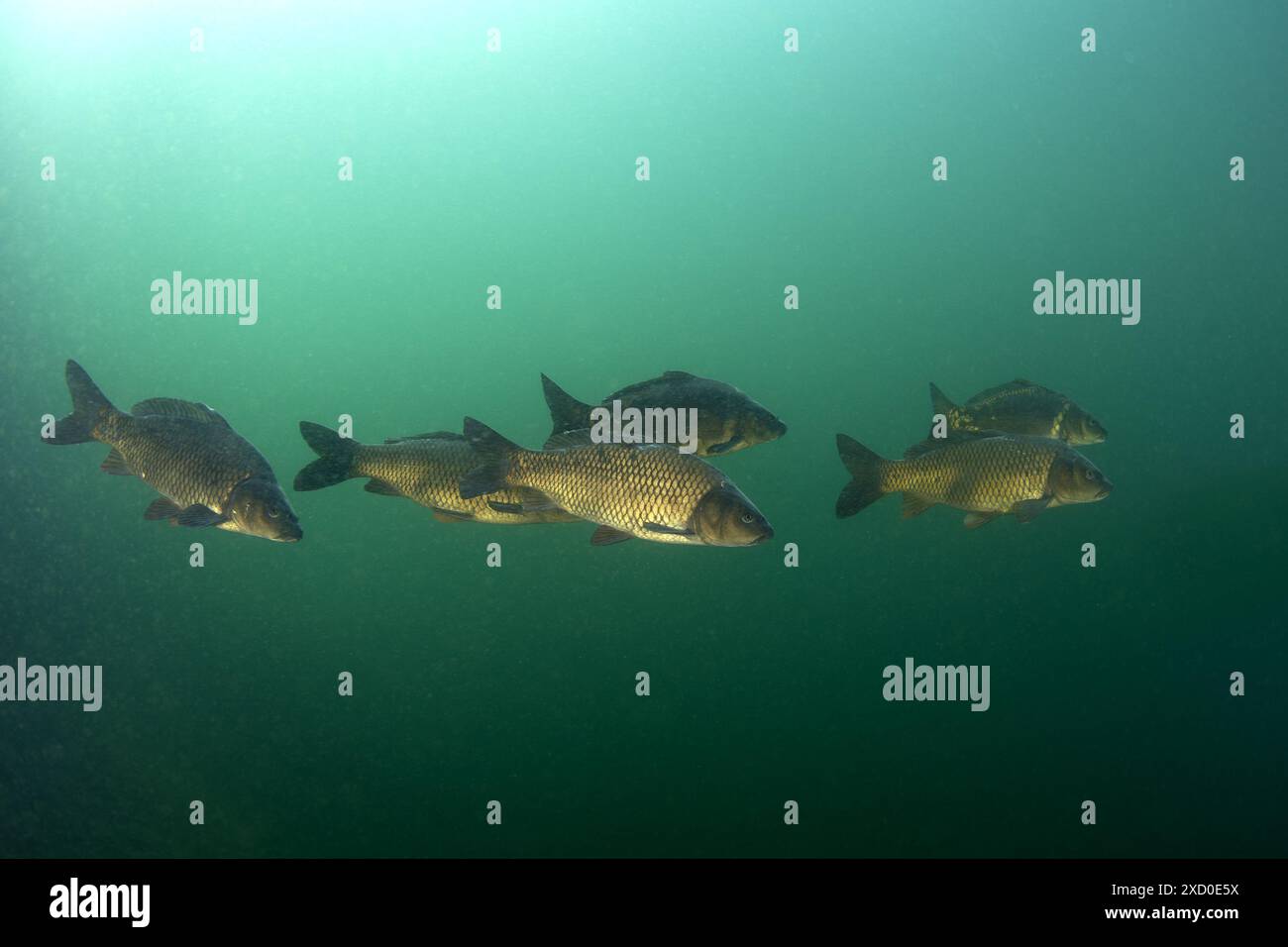 Group of common carps are swimming in the shoal. Carps in the lake ...